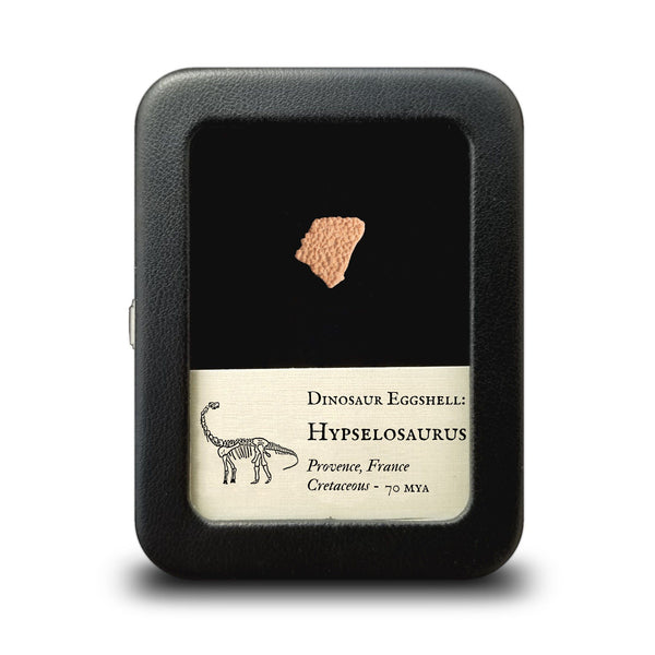 Dinosaur Egg Shell Hypselosaurus - Cretaceous Period - 65.5 MYA - Prov ...