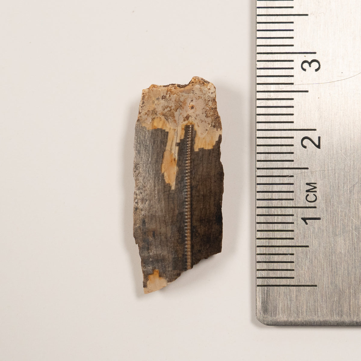 Tyrannosaurus Rex Tooth Fragment - Cretaceous Period - 68 to 66 MYA ...