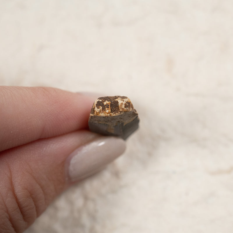 Tyrannosaurus Rex Tooth Fragment - Cretaceous Period - 68 to 66 MYA ...