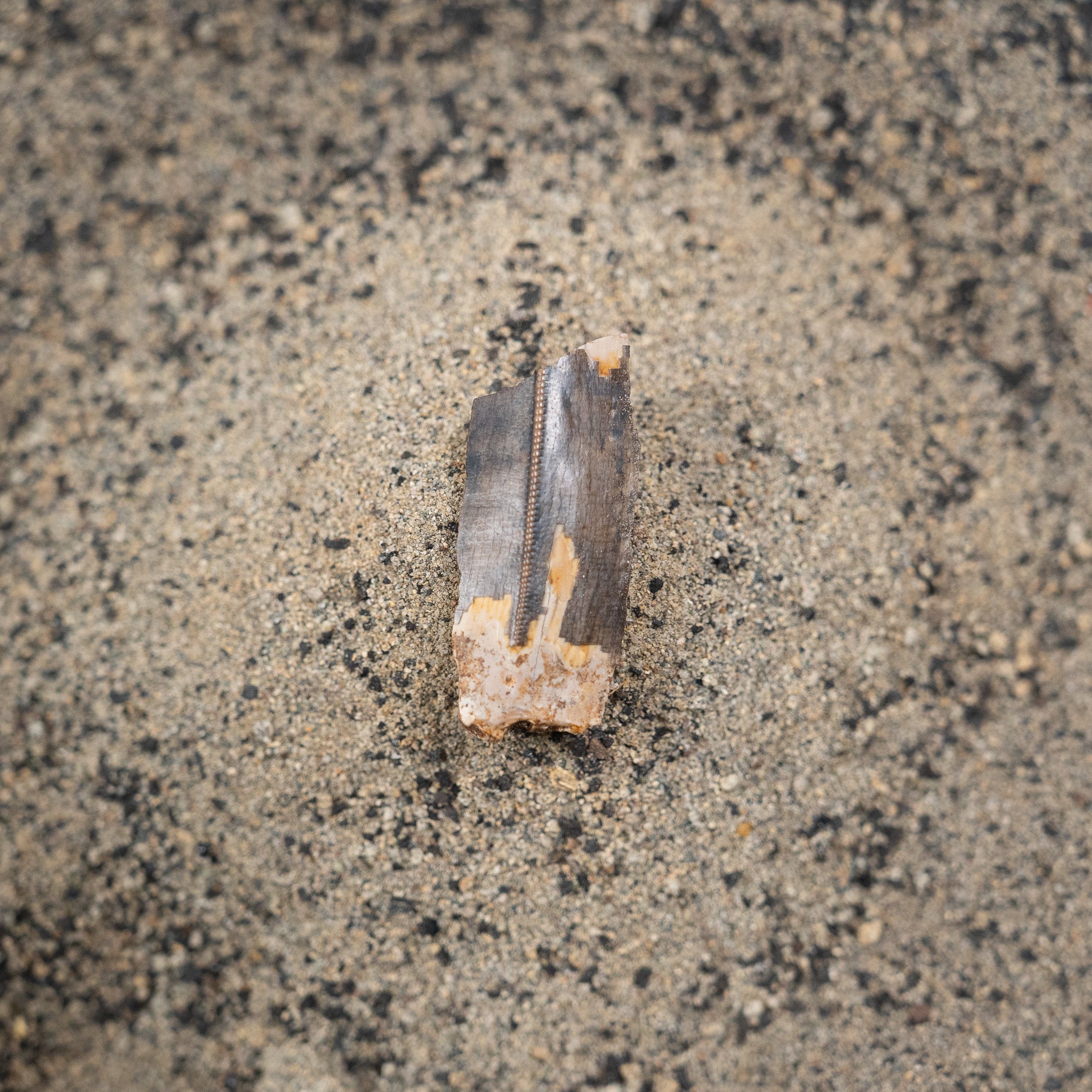 Tyrannosaurus Rex Tooth Fragment - Cretaceous Period - 68 to 66 MYA ...