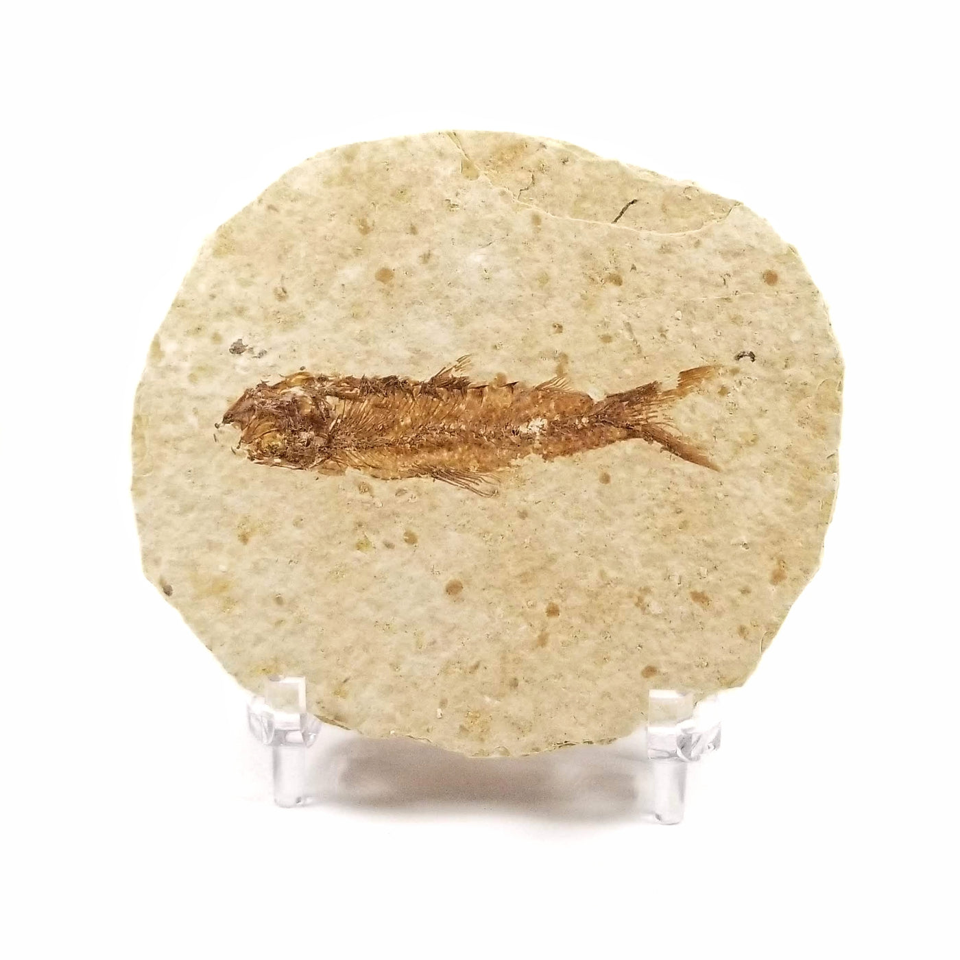Fish Fossils - Fossil Hoard