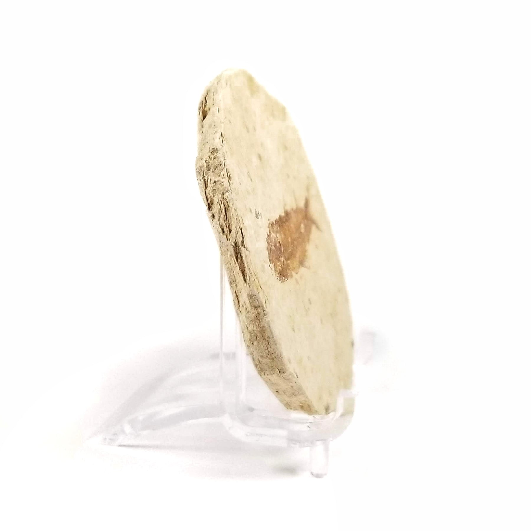 Fish Fossils - Fossil Hoard