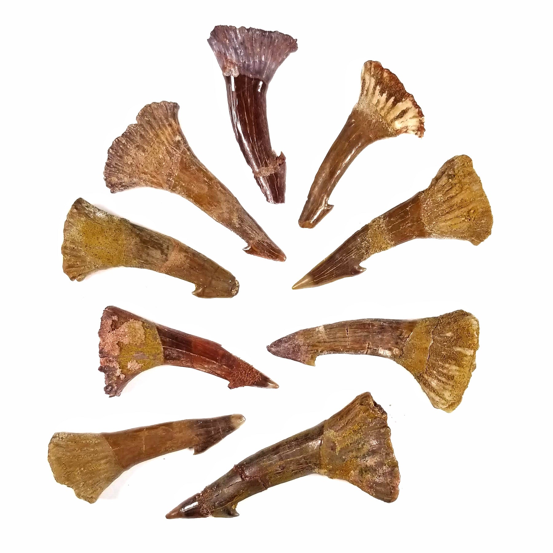 Fish Fossils - Fossil Hoard