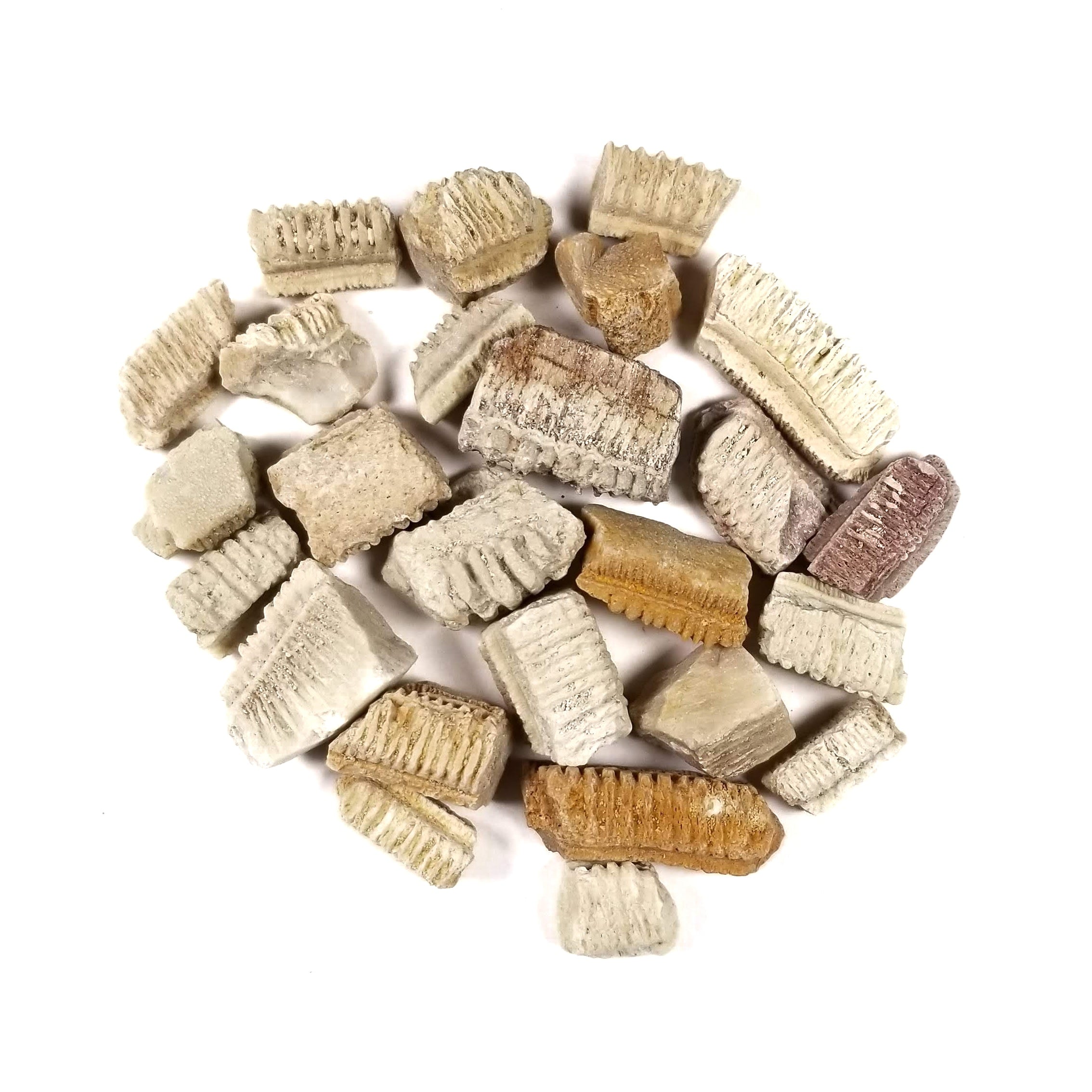 Fish Fossils - Fossil Hoard