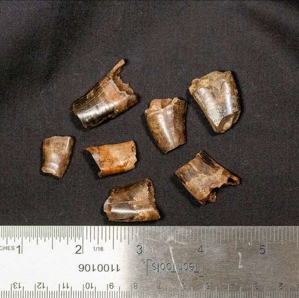 Large Tyrannosaur Tooth Fragments - Cretaceous Period - 68 to 66 MYA ...